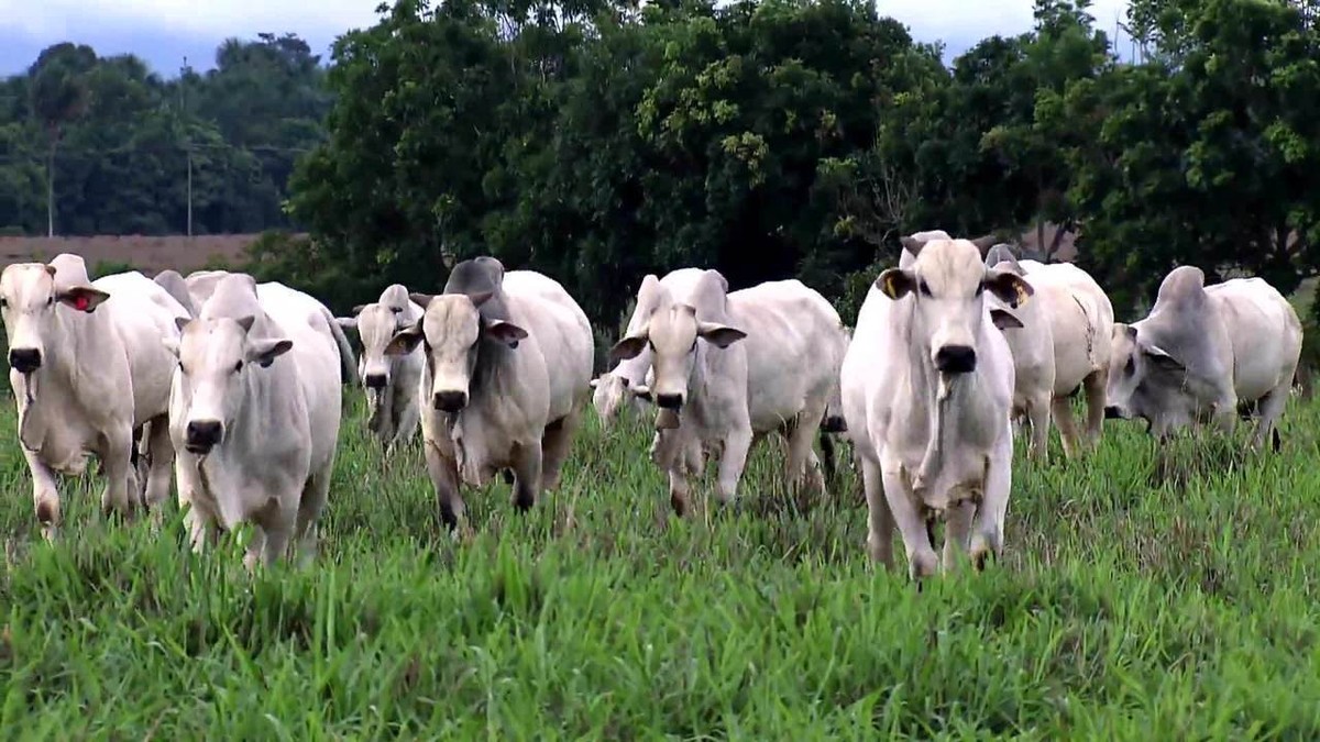 Veja os destaques do Globo Rural deste domingo (13/03/2022) | Globo ...