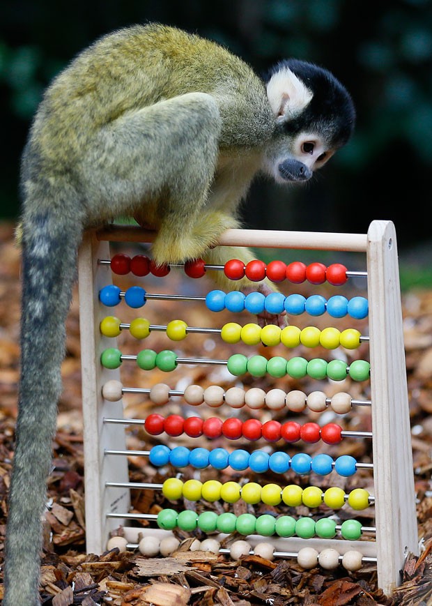 G1 - Macaco-esquilo é flagrado brincando com ábaco em avaliação de zoo ...