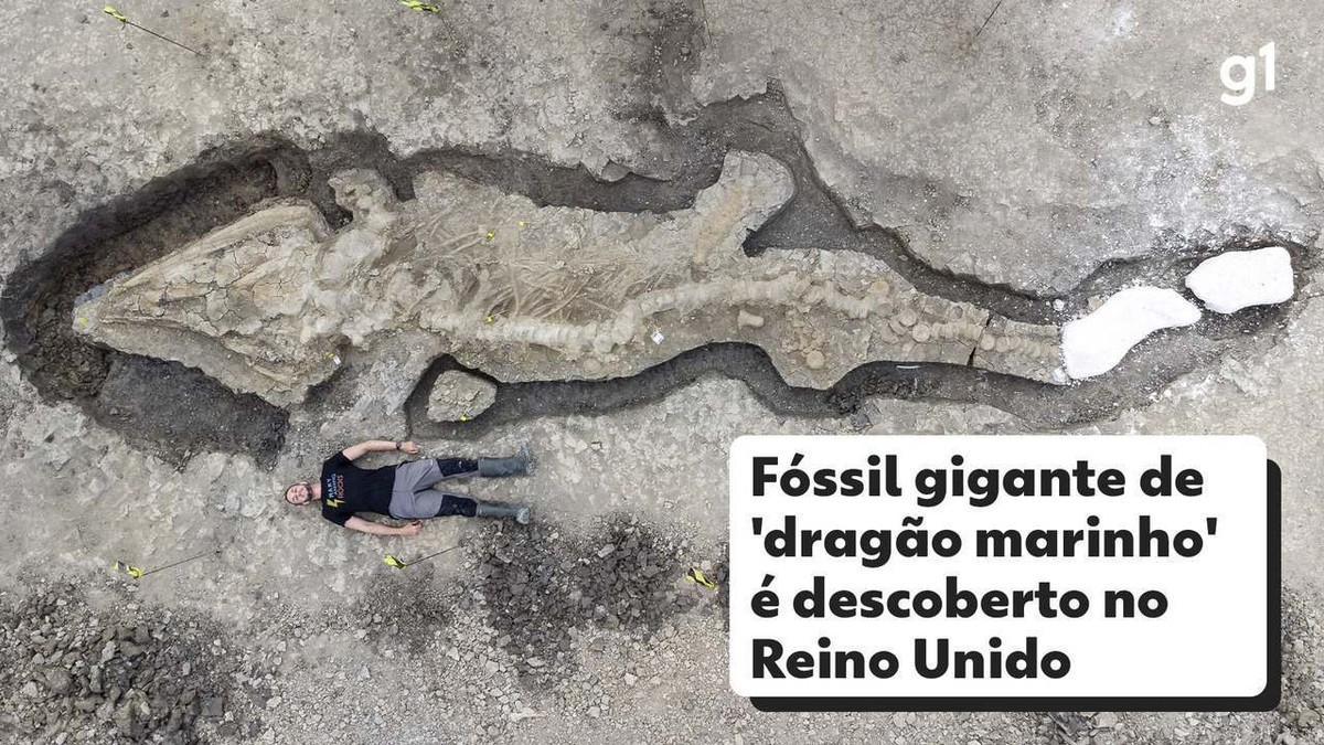 O que é um ictiossauro, o 'dragão marinho' gigante pré-histórico que ...