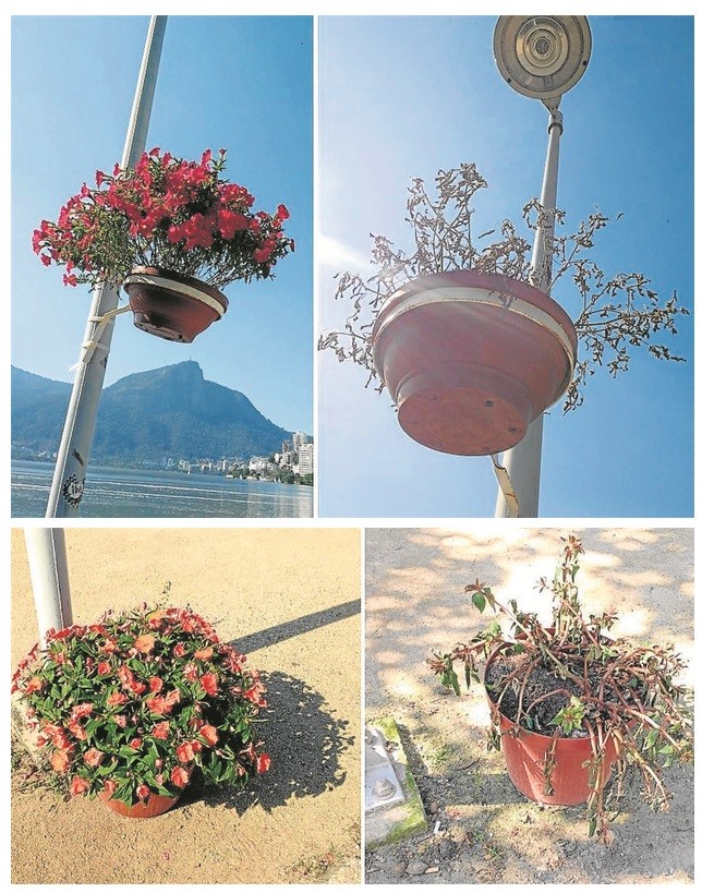 Prefeitura do Rio 'esquece' flores que ela mesma colocou na Lagoa ...