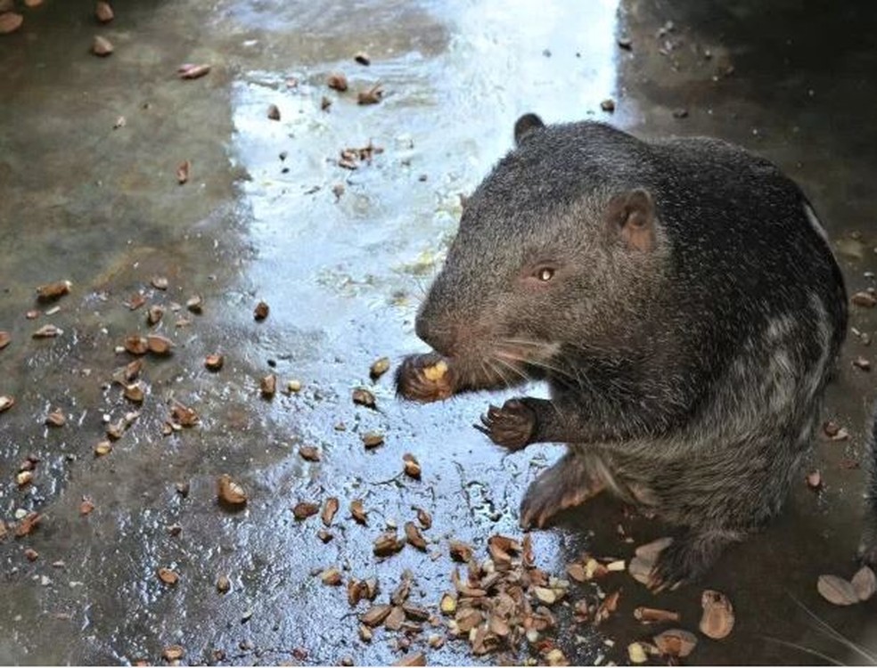 Única pacarana fêmea criada em zoológico no país está em quarentena ...