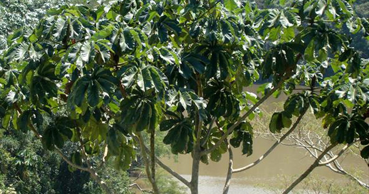 G1 - Embaúba - notícias em Flora