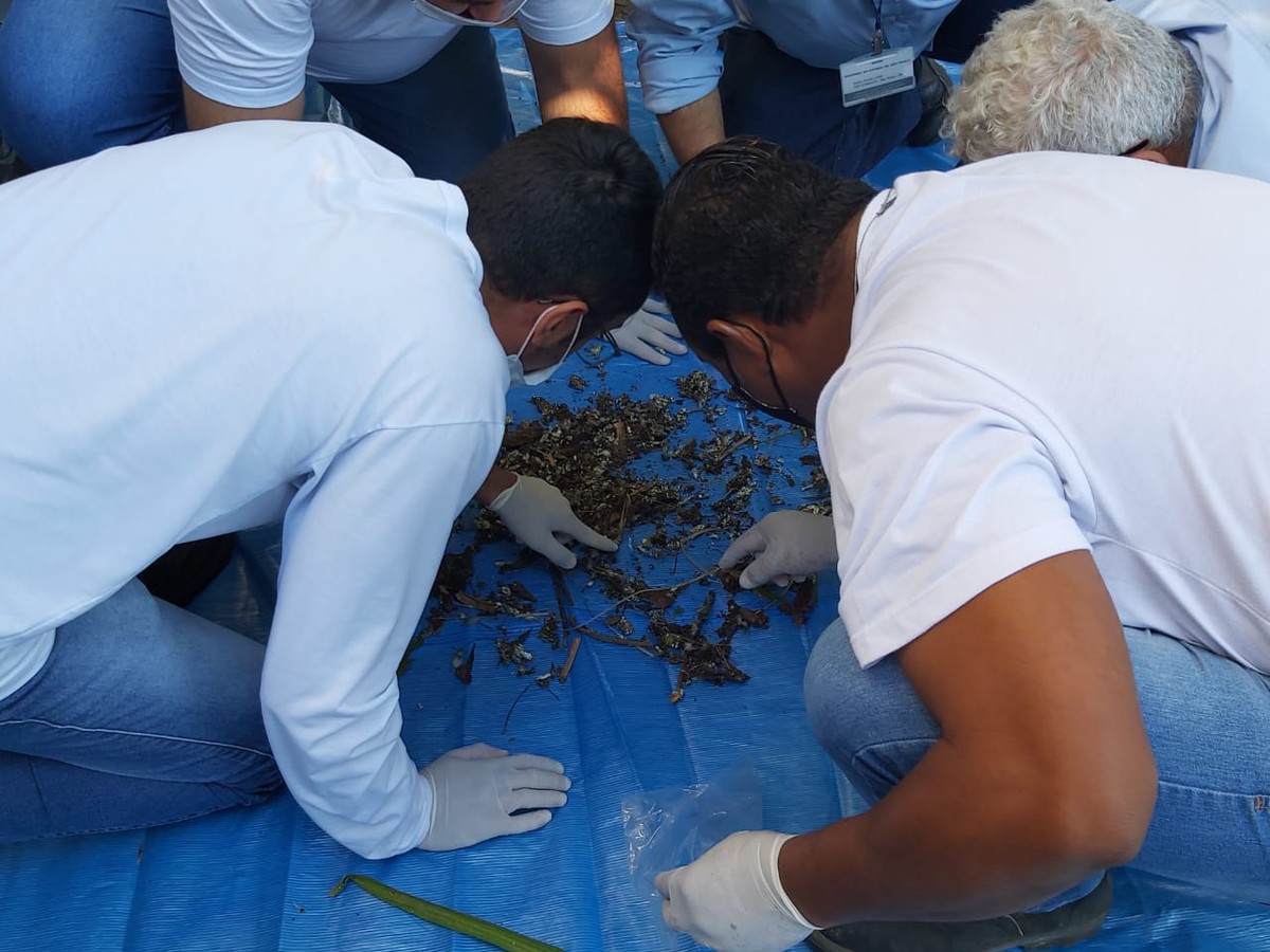 Araçatuba promove ações contra inseto transmissor da doença de Chagas ...