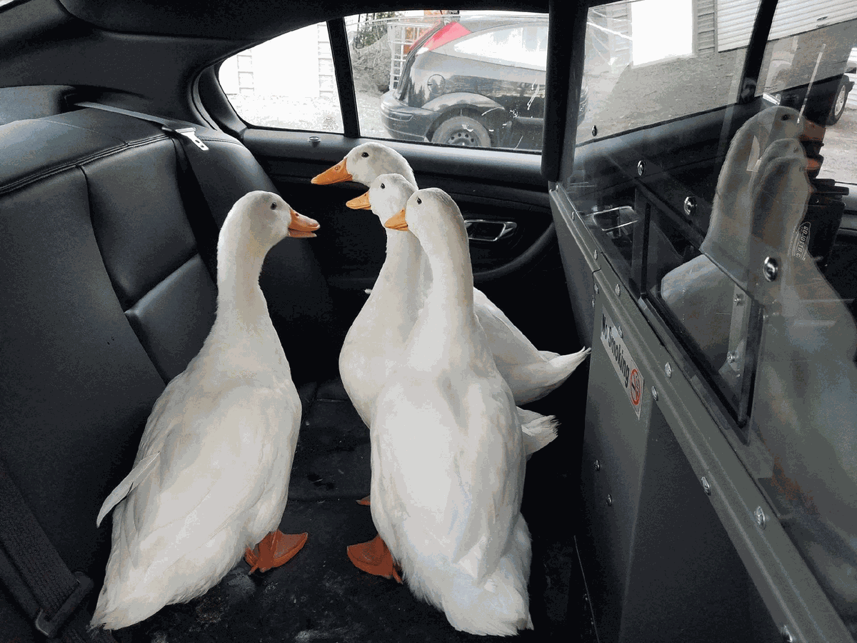 Polícia americana 'prende' patos que estavam 'vadiando' | Planeta ...
