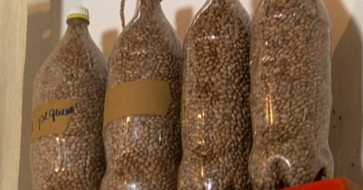 G1 - Evento em MS destaca importância de sementes nativas e crioulas ...