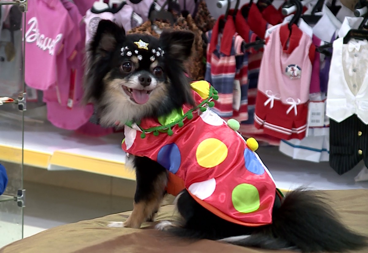 Pets entram no clima de carnaval em Uberaba com fantasias e adereços ...