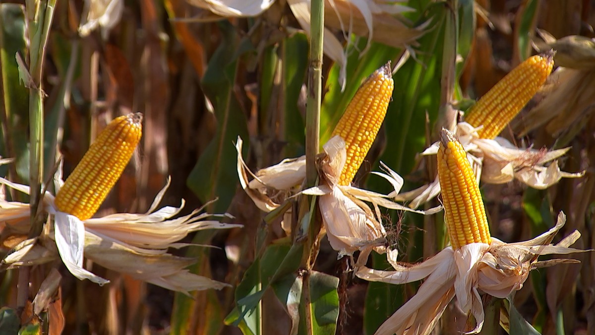 Safrinha do milho sente efeitos da estiagem | Nosso Campo | G1