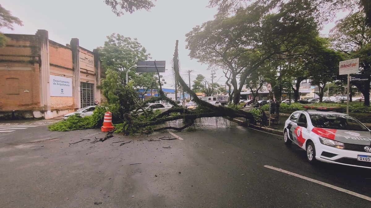 Árvore cai e atinge carro na rotatória da CTI em Taubaté, SP | Vale do ...