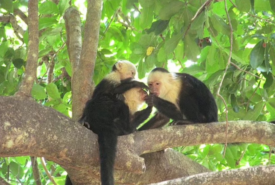 Girl power! Macaquinhas fêmeas com amigas fêmeas vivem mais, diz estudo ...