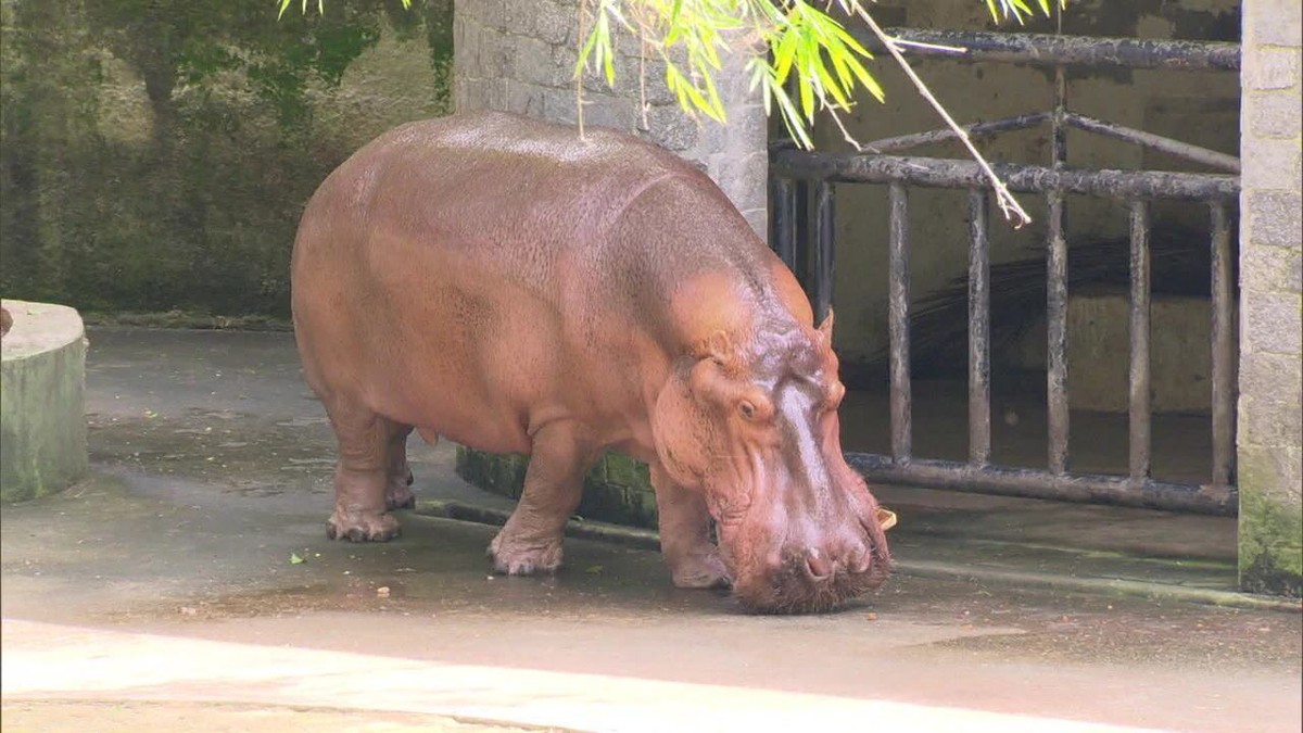Zoológico do Rio se transforma em 'bioparque' e poderá beneficiar 47 ...