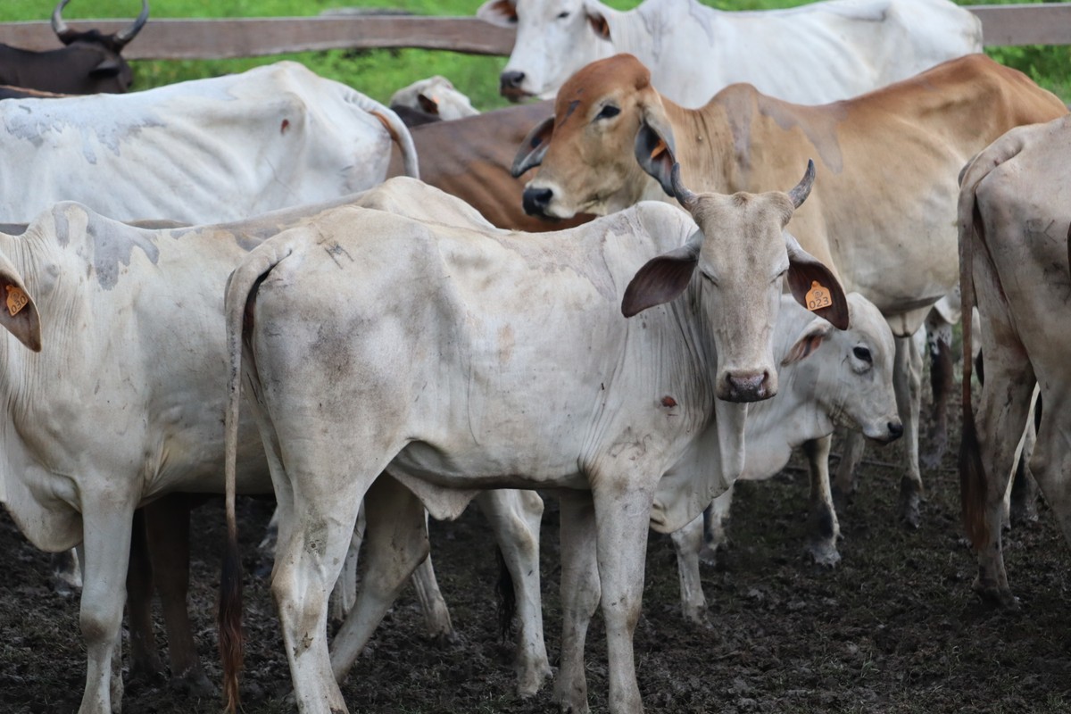 Indígenas recebem capacitação de saúde animal para pecuária sustentável ...