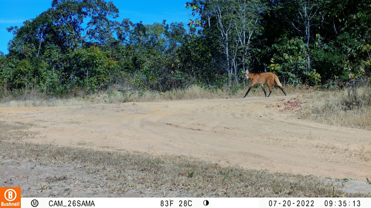 Casal de lobo-guará é flagrado em fazenda do oeste da Bahia | Planeta Bicho | Globo Rural