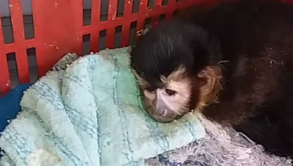 Ibama apreende 11 filhotes de macaco em cativeiro na Zona Leste de SP ...