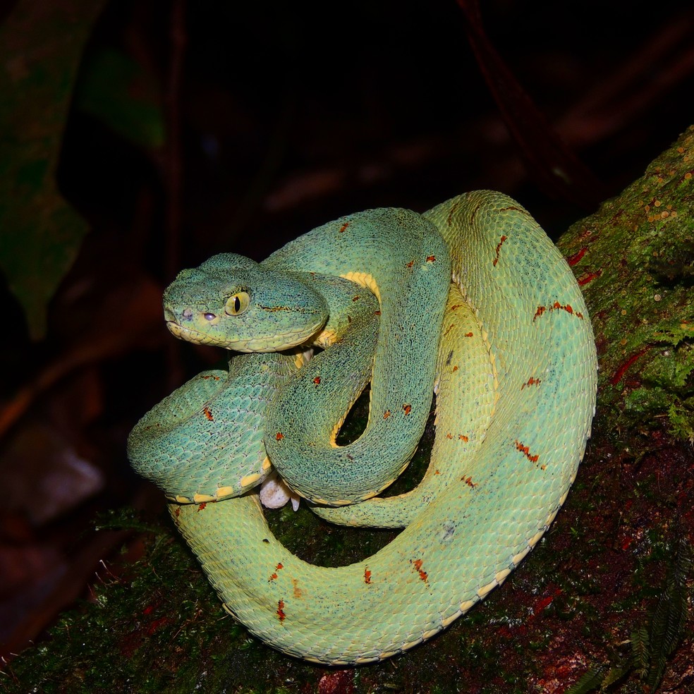 Jararaca-verde e preguiça se destacam entre registros de biólogo | Vc ...