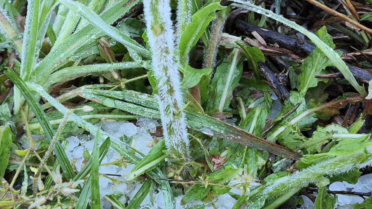 Geada é registrada junto com granizo na Serra de SC; condição ...