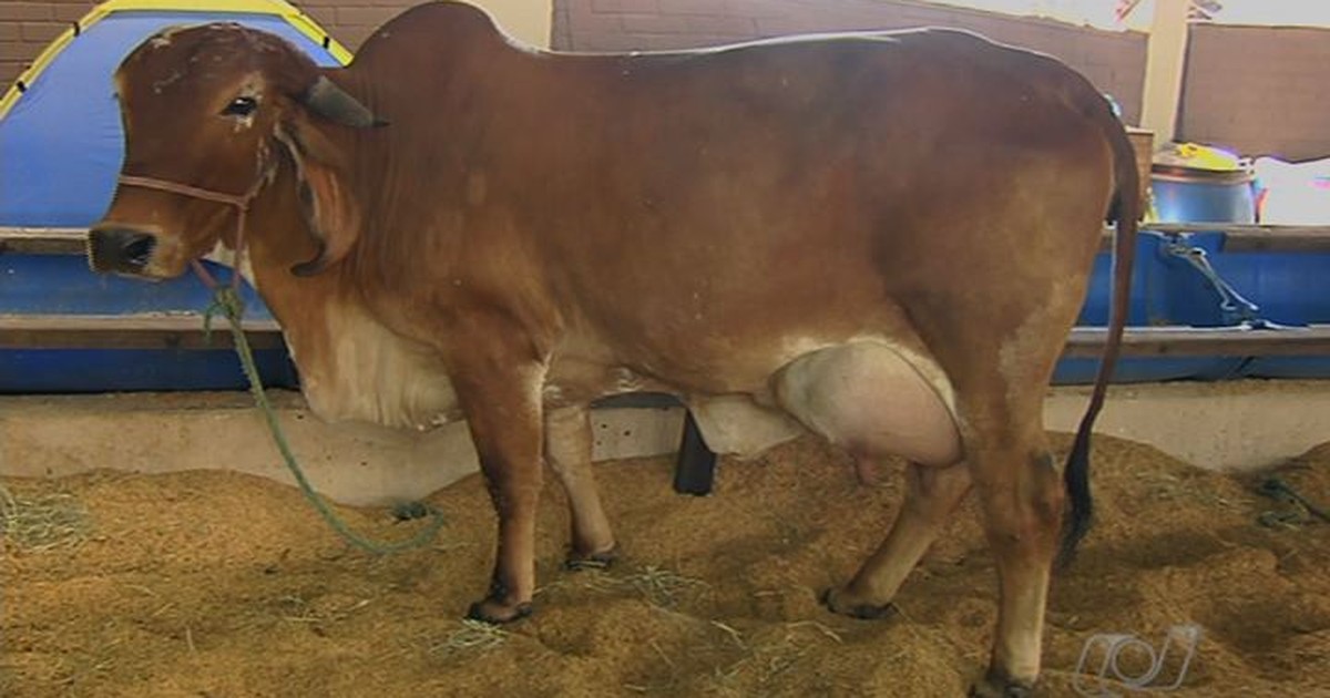 G1 - Vaca da raça Gir bate recorde mundial na produção de leite, em GO ...