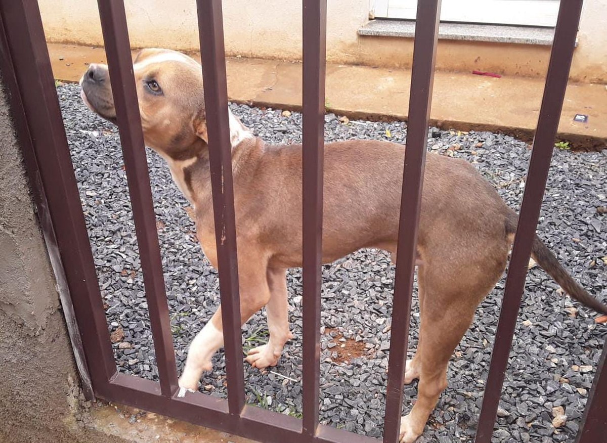 Em meio a fezes e rato morto, cachorro é resgatado em situação de maus ...