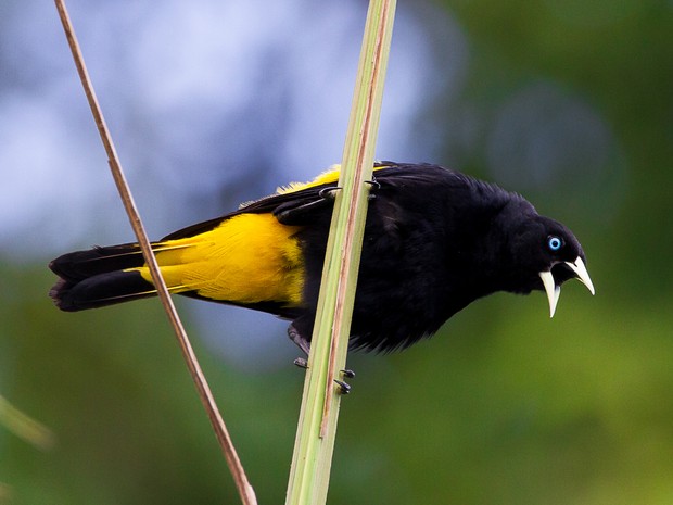 G1 - Saíra-beija-flor e xexéu fazem parte de acervo fotográfico de ...