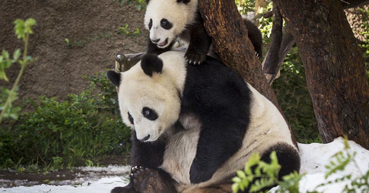 Natureza - Panda de 7 meses se diverte pela 1ª vez na neve após zoo ...