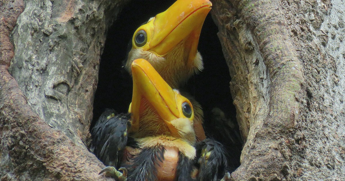 G1 - Ninho de tucano é filmado enquanto mãe alimenta os filhotes ...