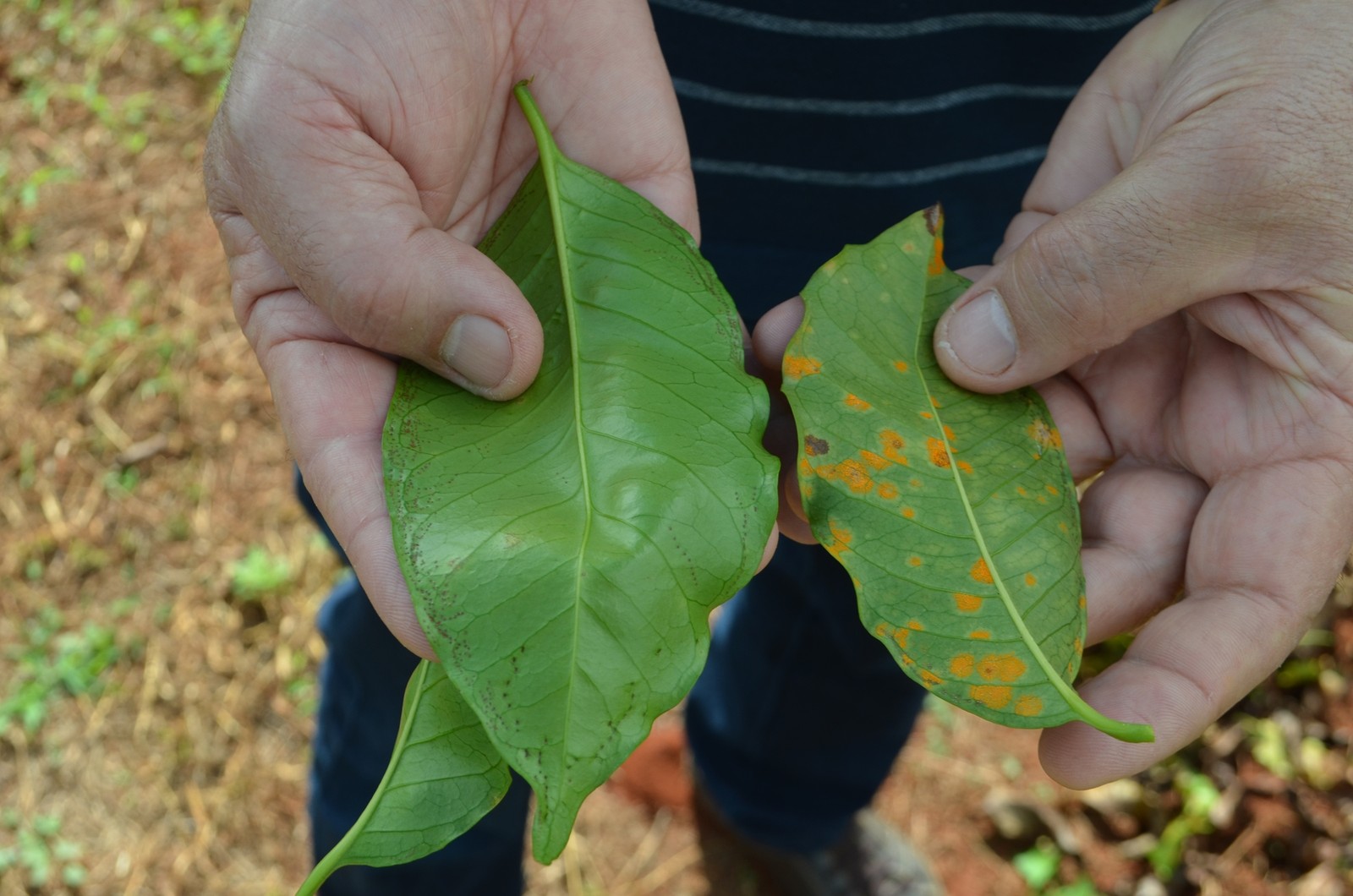 Peabirus: Variedade de planta imune à ferrugem promete livrar lavouras ...