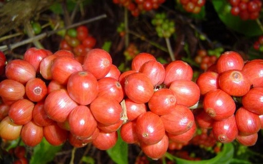 Café/Cepea: preço médio do robusta sobe 9,04% ante julho - Revista ...