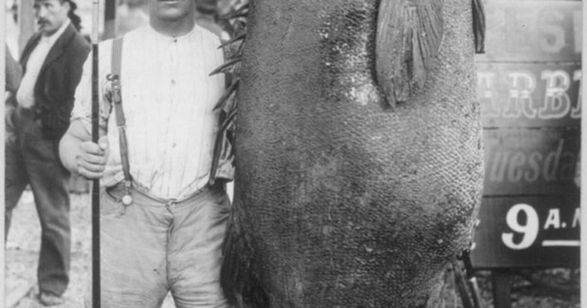 G1 - EUA divulgam imagem 'peixe monstro' fisgado há mais de 100 anos ...