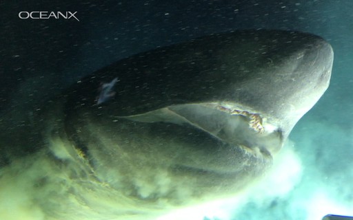 Espécie rara de tubarão é filmada no fundo do oceano; veja vídeo ...