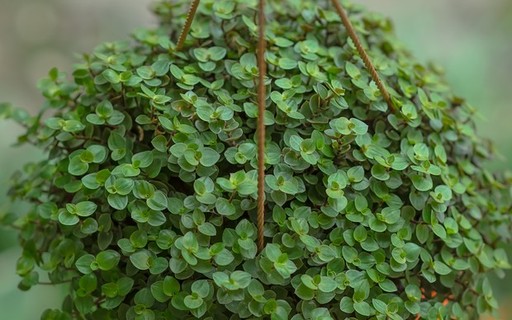 Saiba como cultivar a planta-tapete em casa - Casa Vogue | Paisagismo