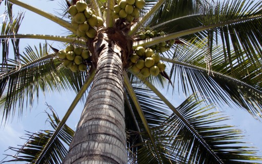 Barreiras ao desenvolvimento do coqueiro - Revista Globo Rural | GR ...