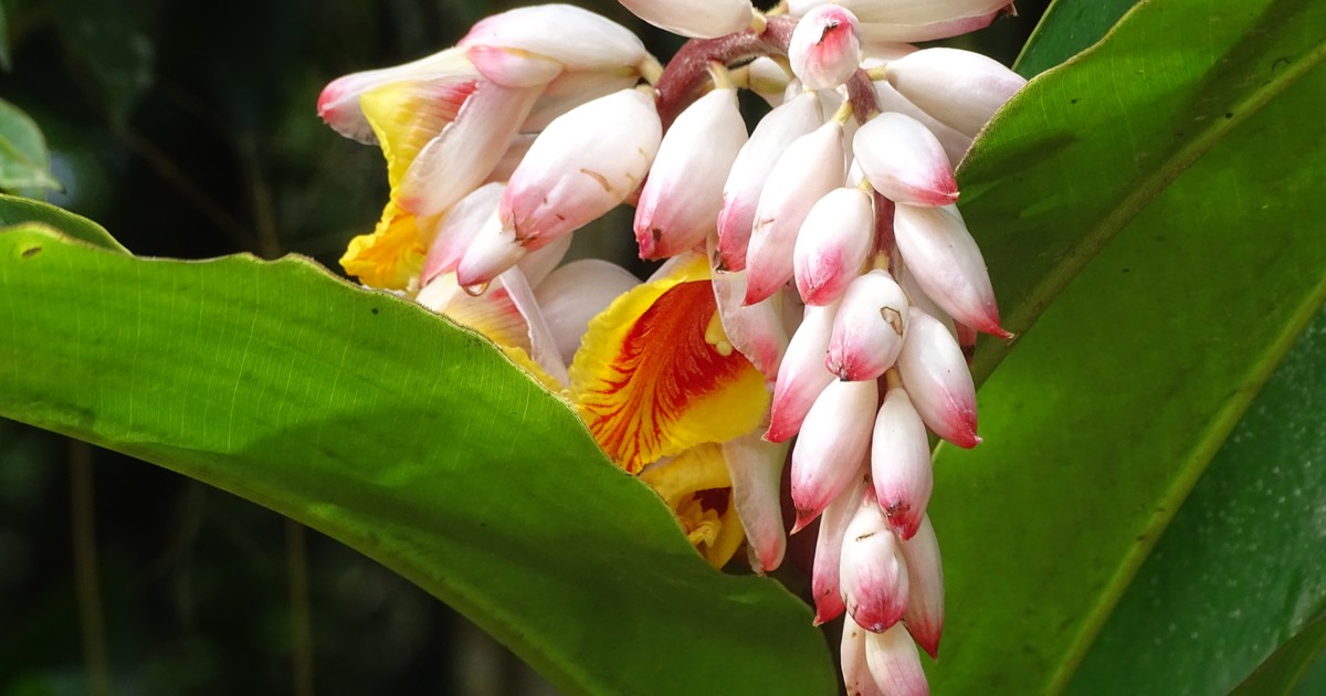 G1 - Gengibre-concha é planta ornamental que tem origem no Japão e na ...