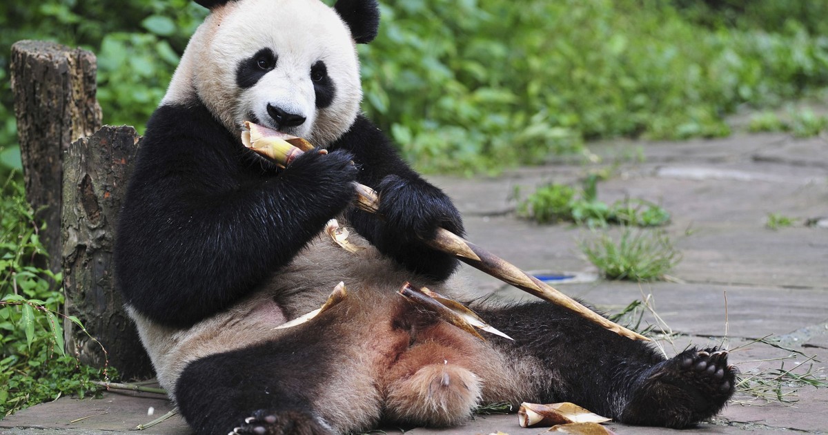 Natureza - Pandas-gigantes dão à luz gêmeos em reserva da China