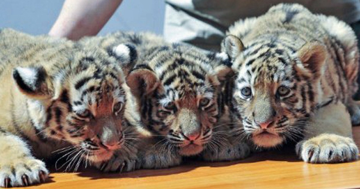 Natureza - Filhotes de tigres siberianos são apresentados em zoo da Hungria