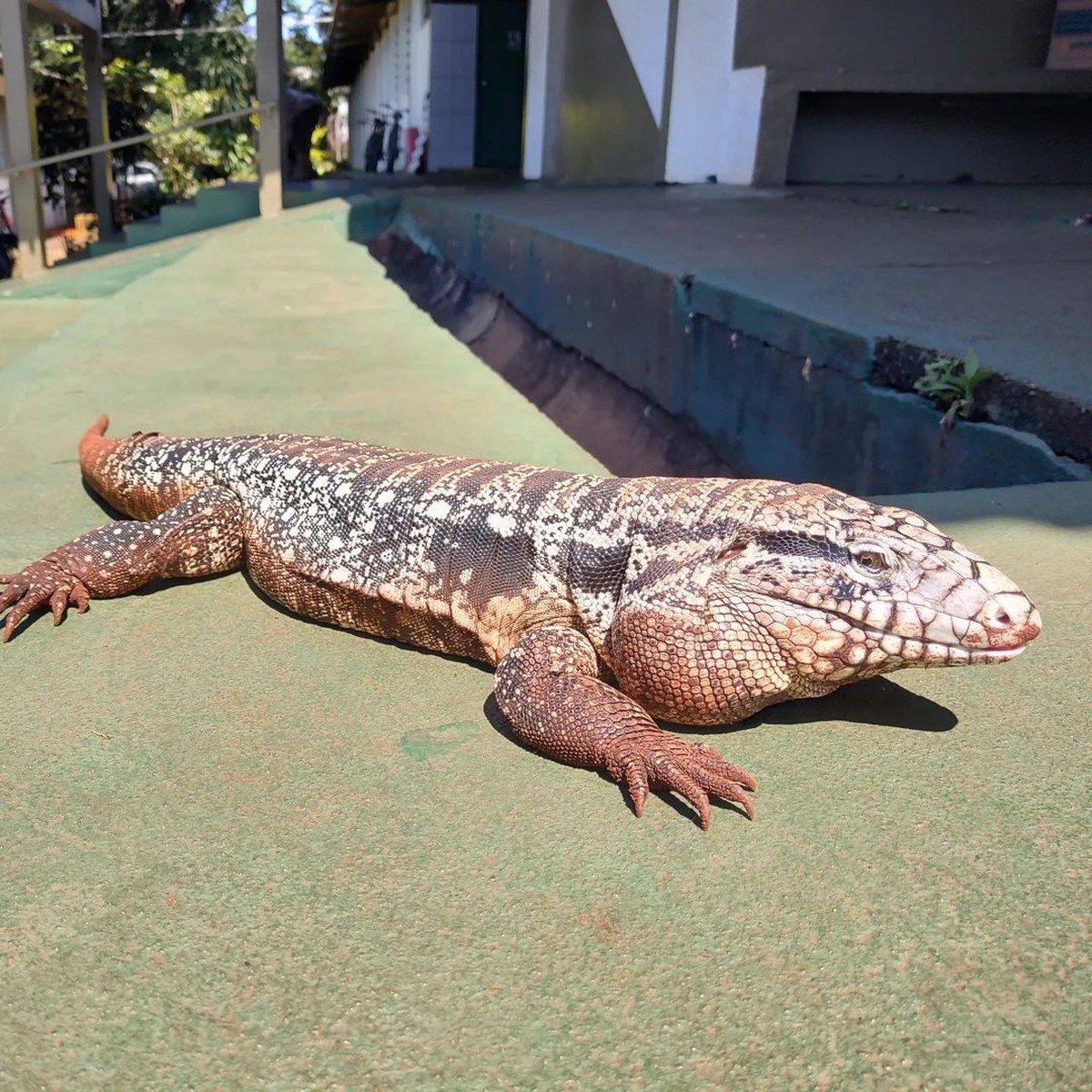 Lagarto vira mascote em escola do Paraná: 'É uma estrela com direito a água e carinho' | Norte e ...
