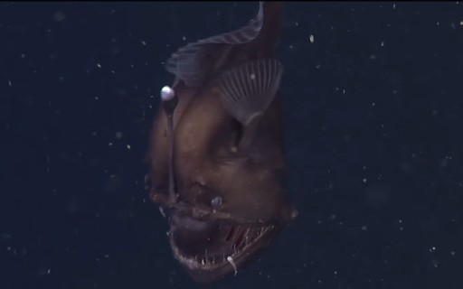 Cientistas conseguem novas imagens do Peixe “Diabo-Negro” - Revista ...