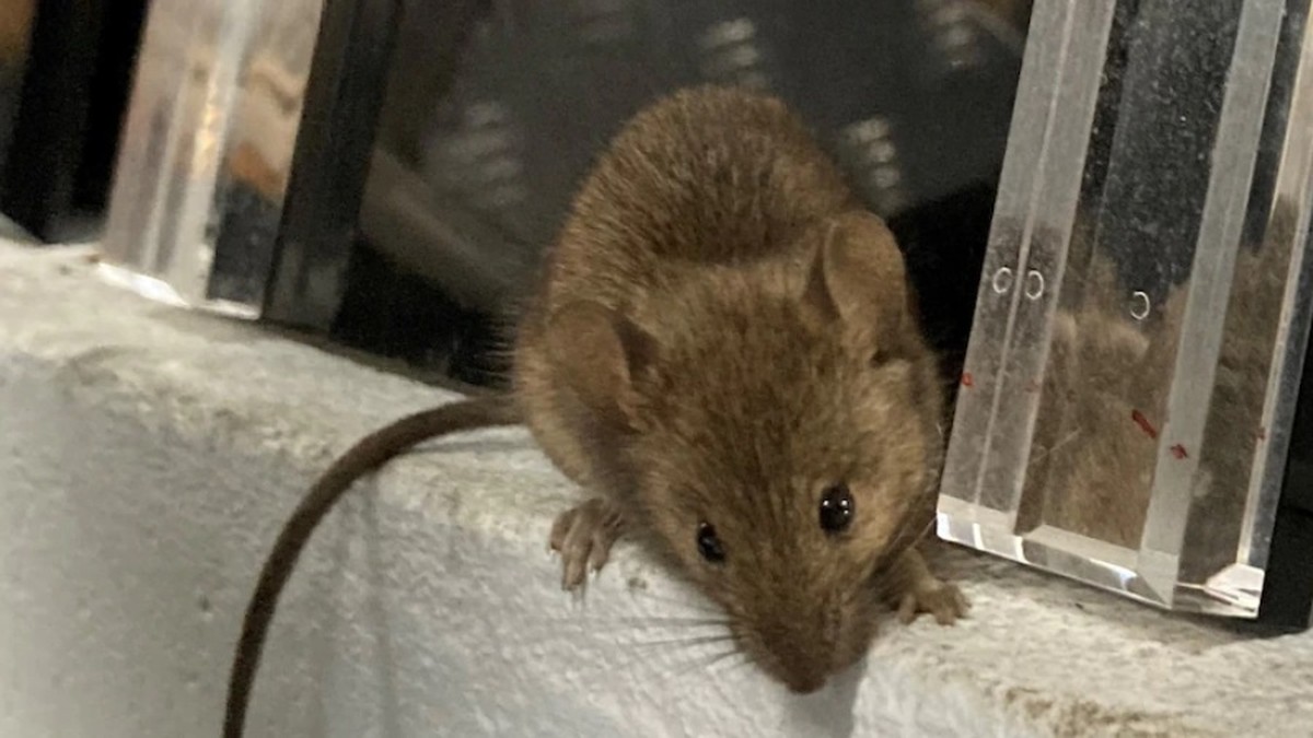 Depois de destruir plantações, invasão de ratos esvazia prisão na ...