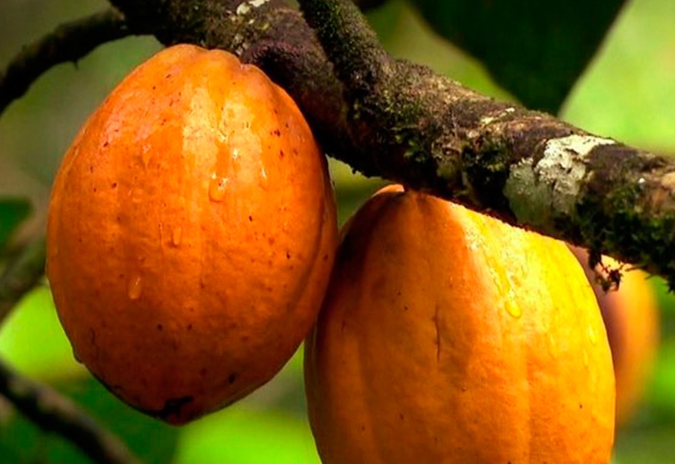 Do fruto ao chocolate: agricultores dominam setores da produção | Terra ...