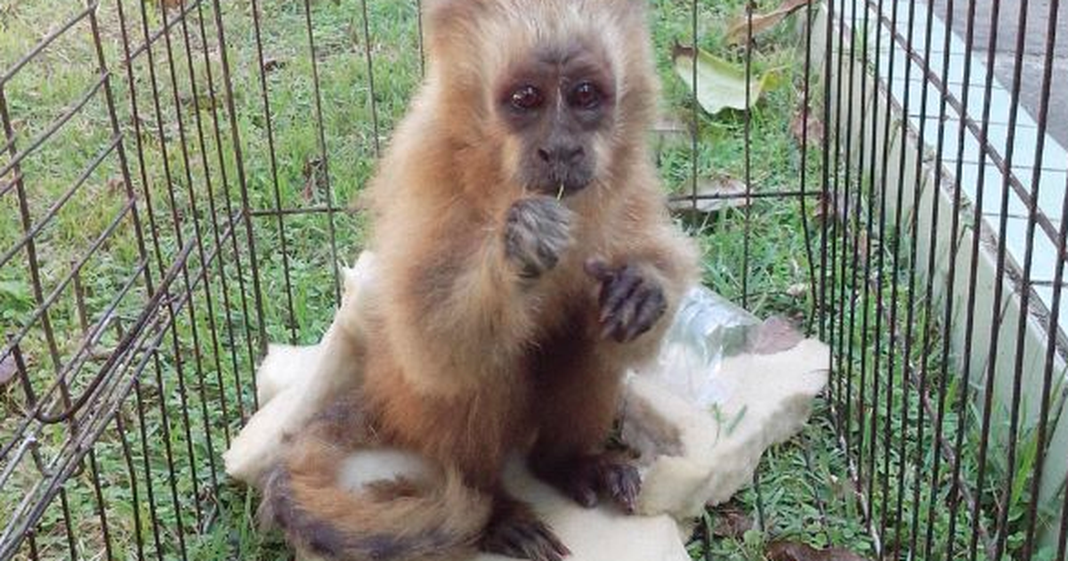 G1 - Macaco-prego é apreendido pela polícia em Pesqueira e dono é preso ...
