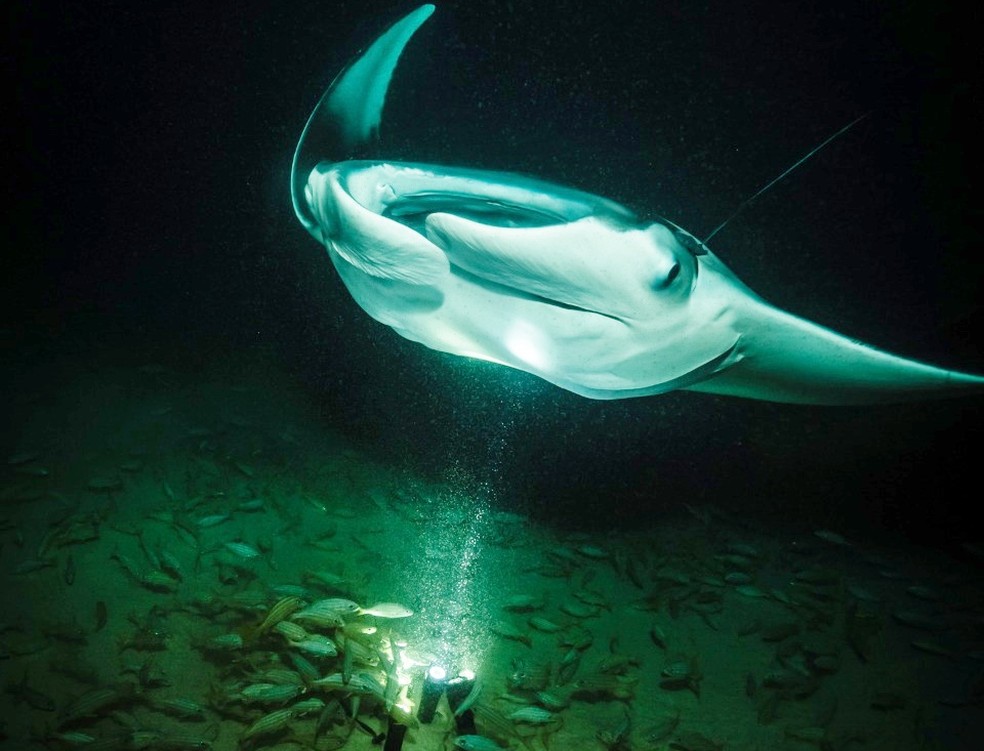 Balé noturno das raias mantas em Noronha é para alimentação, diz ...