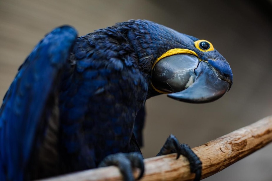 Araras-azuis na natureza: antigas, resilientes e frágeis | Documenta ...