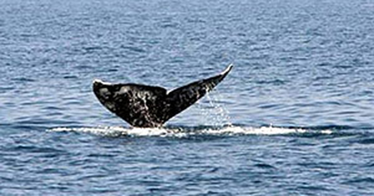 G1 - Baleia cinzenta perdida na costa de Israel intriga cientistas ...