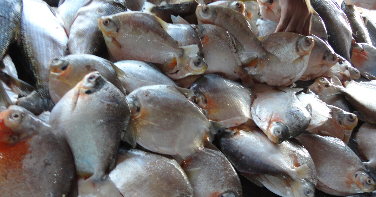 Natureza - Governo lança plano nacional para combater pesca ilegal