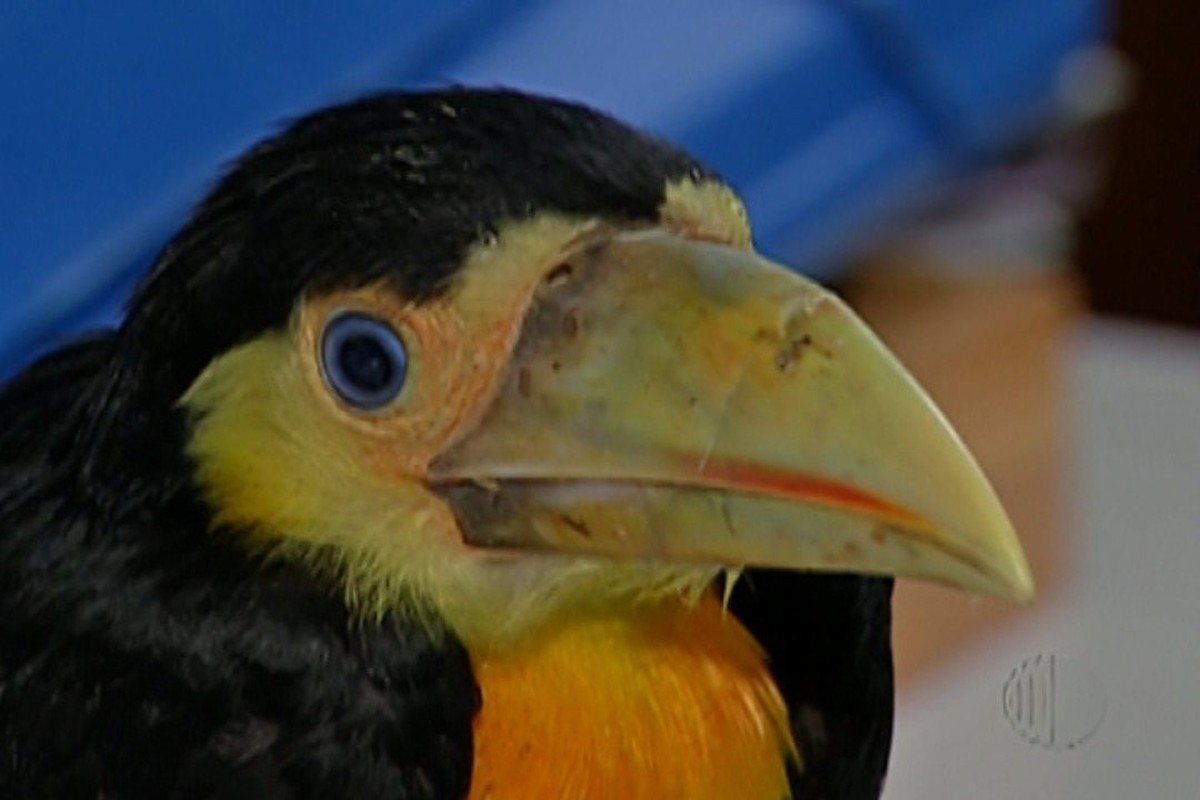 Zoonoses de Mogi das Cruzes resgata filhote de tucano perto de linha ...