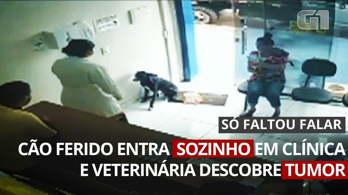 Cão ferido entra sozinho em clínica veterinária e recebe tratamento no ...