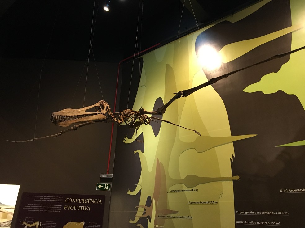 Museu de Ciências Naturais da PUC Minas tem 5 réplicas da coleção do ...