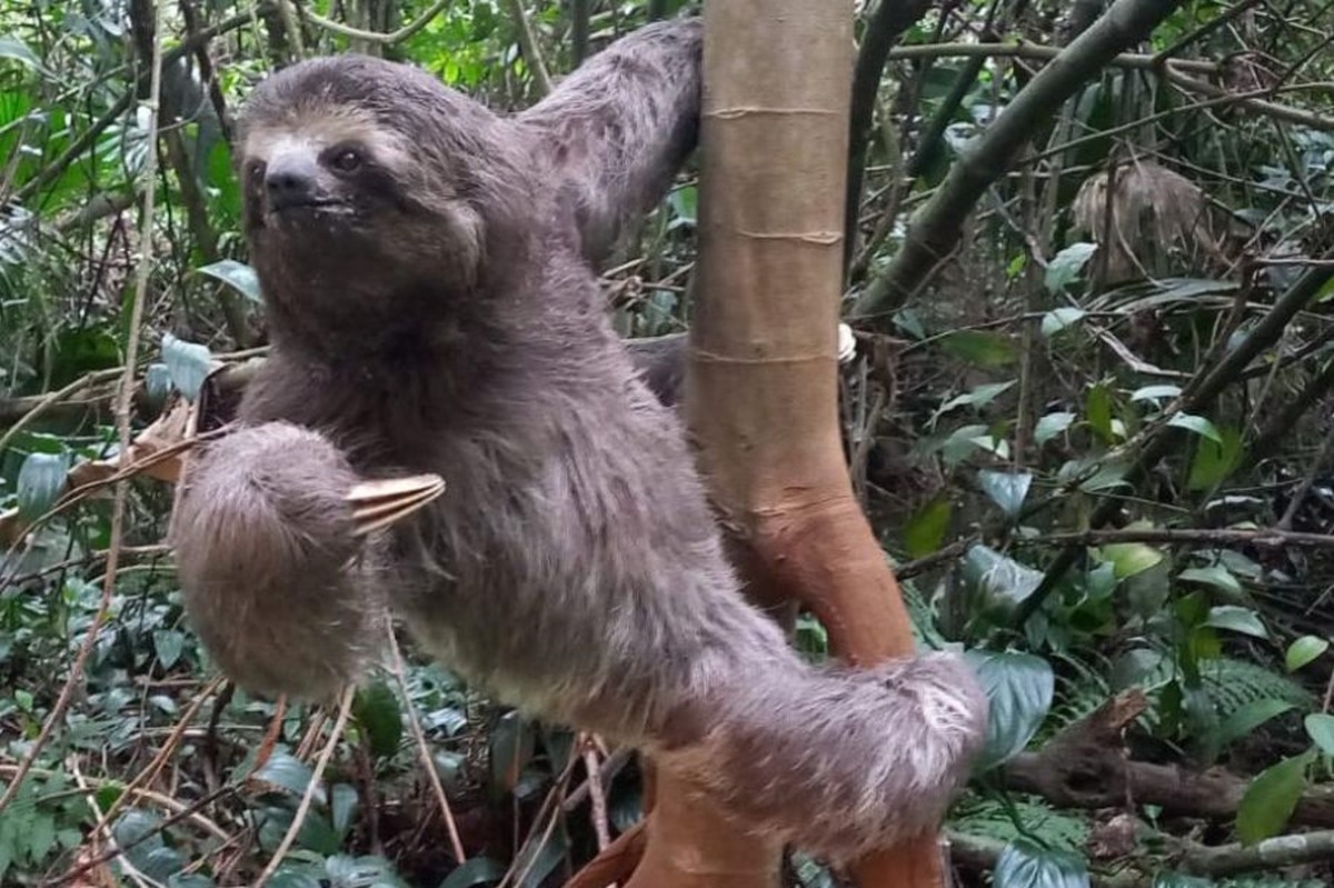 Bicho-preguiça é resgatado perto de bicicletaria em São Vicente, SP ...