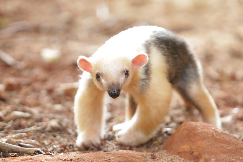 Zoo de Ribeirão Preto, SP, tem filhotes de guaxinim, capivara e ...