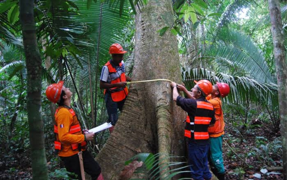 Importante parceria impulsiona estudos de Manejo Florestal Sustentável ...