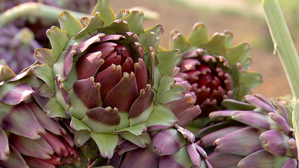 Produtores colhem safra da alcachofra em Piedade | Nosso Campo | G1
