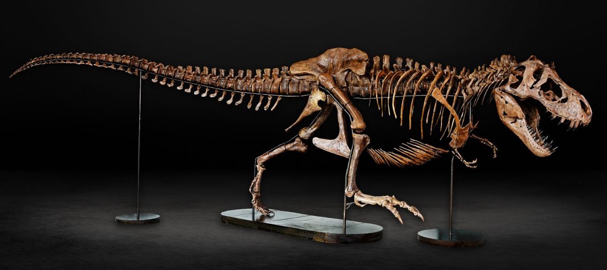 Museu na Nova Zelândia apresentará esqueleto de T.rex grávida pela 1ª ...